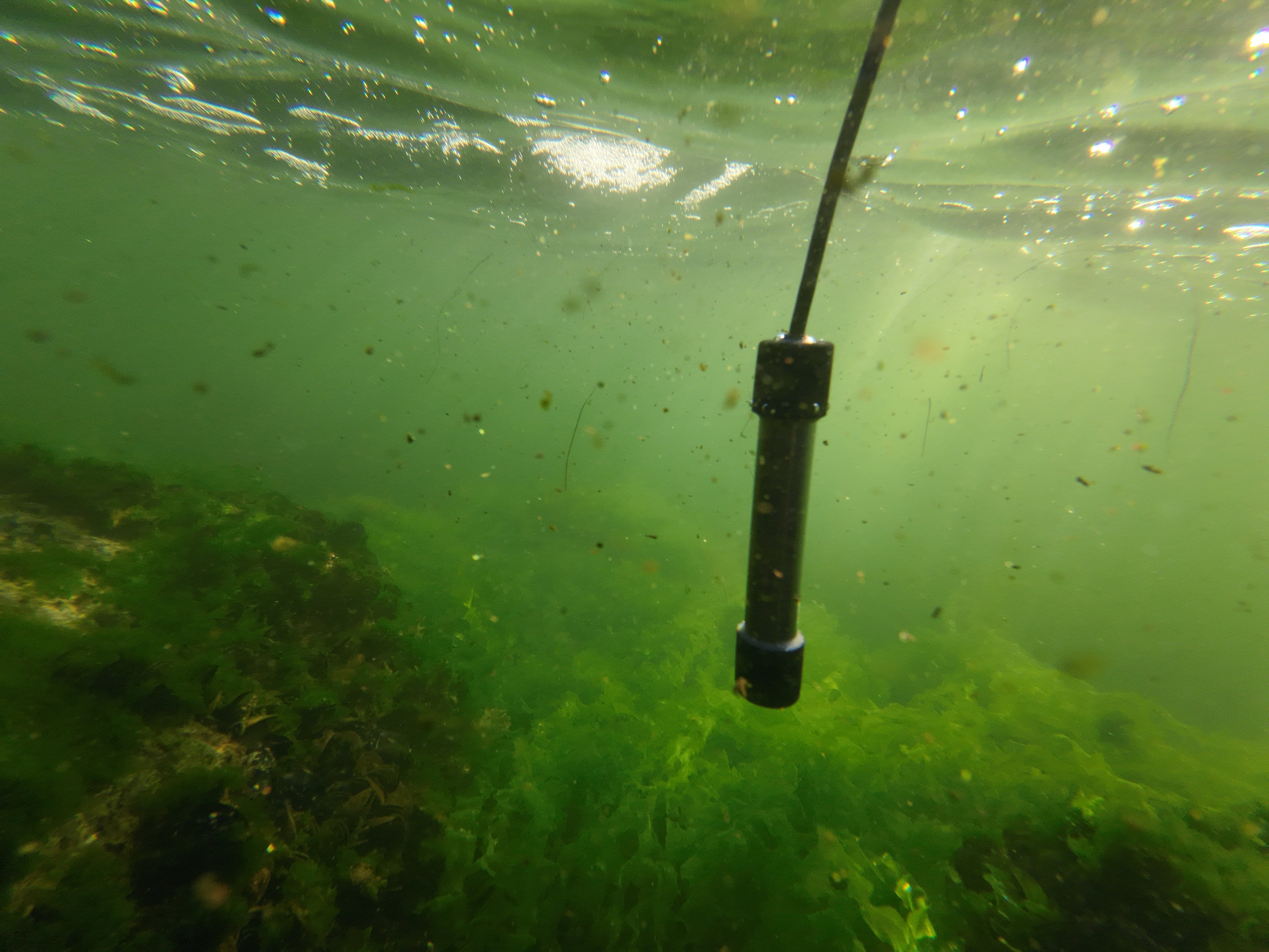 microphone – Sonic Seed